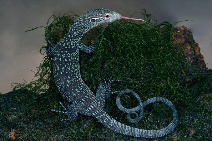 Lizard Appreciation Post | Fandom