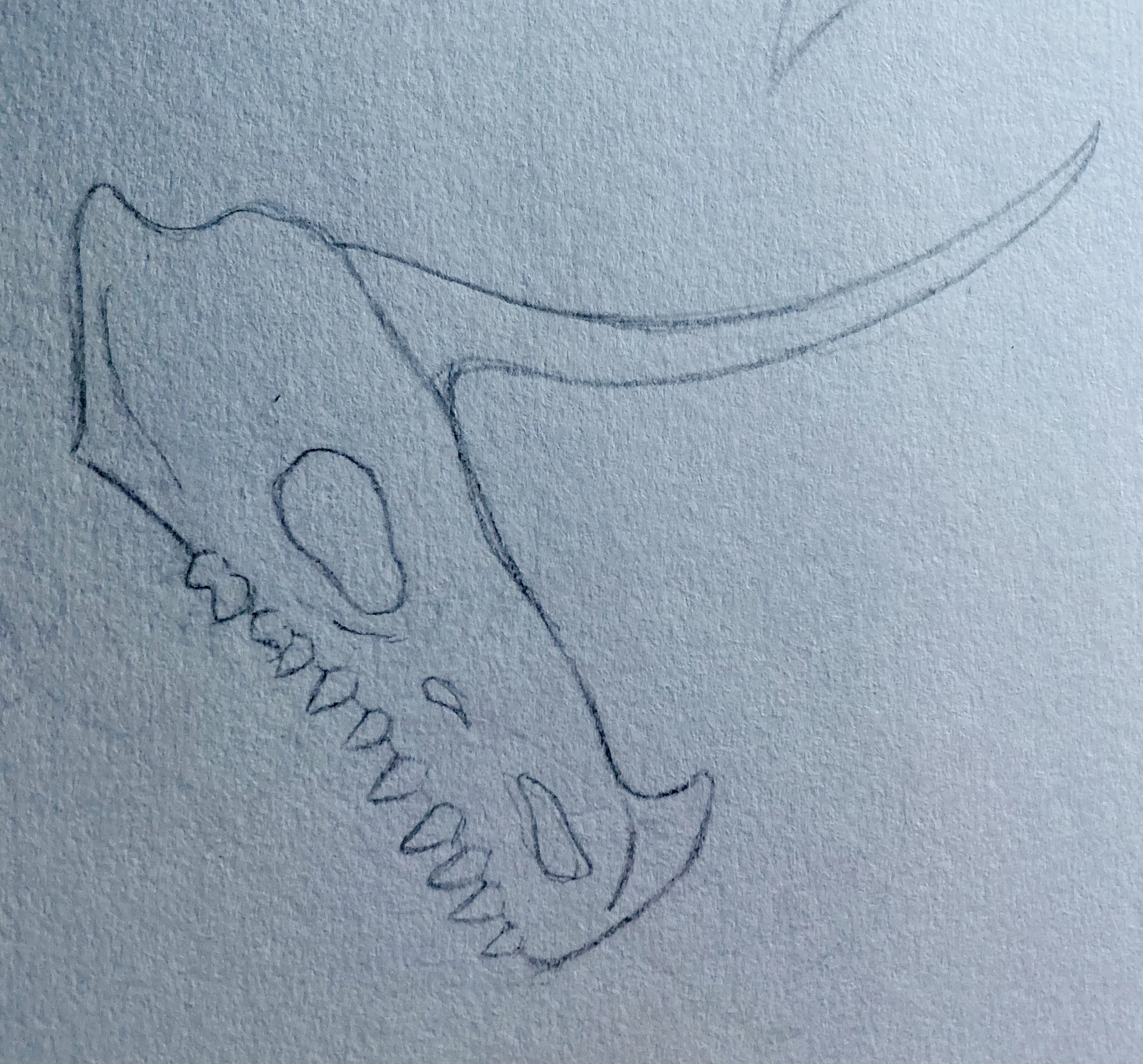 Skull #2 | Fandom