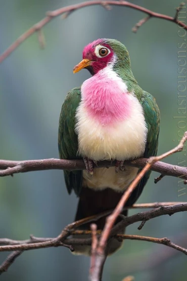 Which dove should I comm as a skin? | Fandom