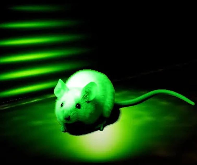 Cancerous Rodent | Fandom