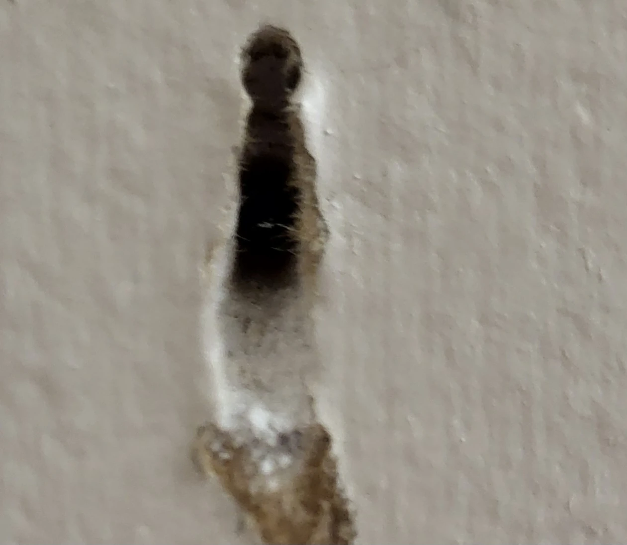 Chat is this a trap or is this straight up a keyhole to another world ...