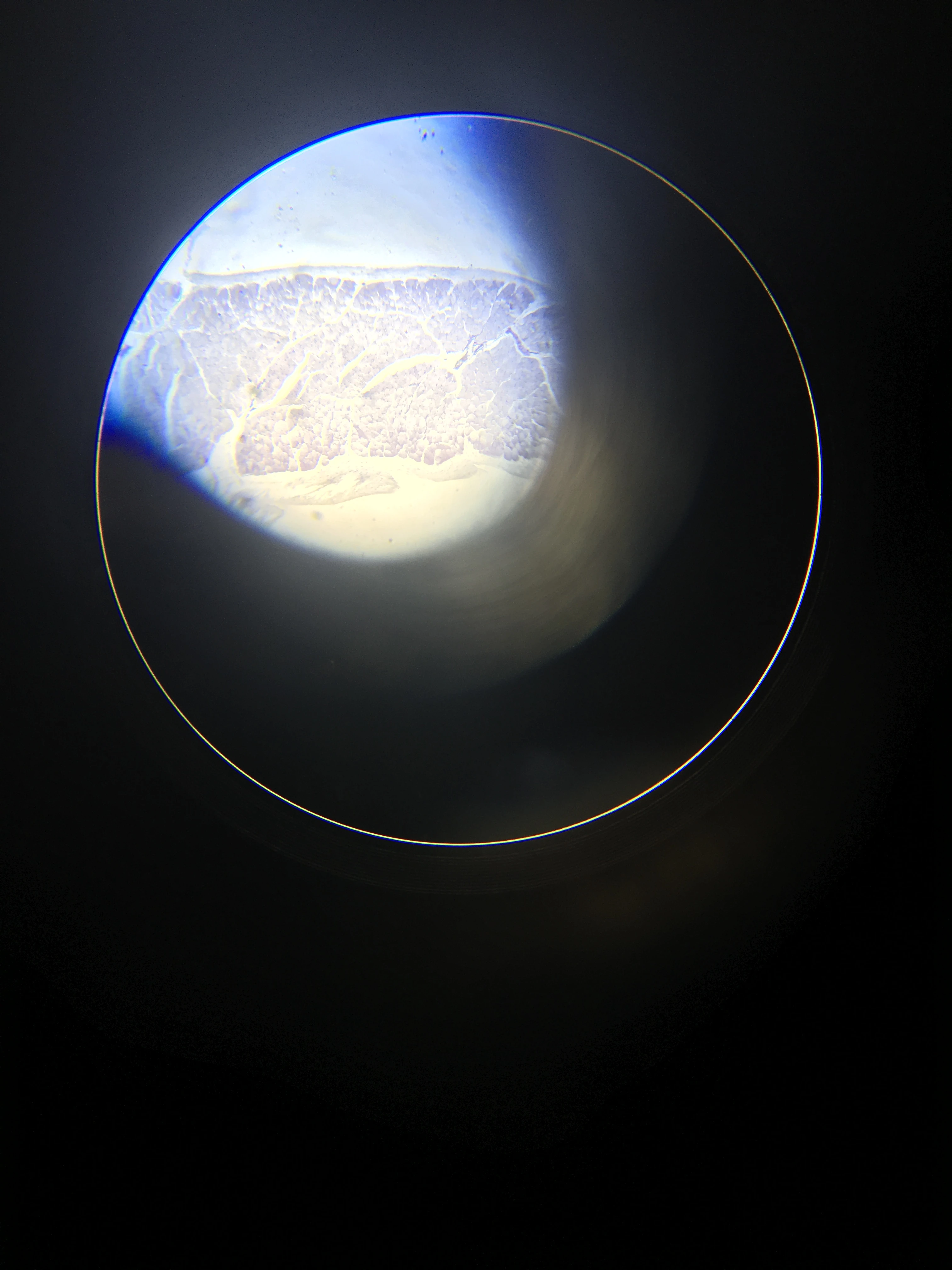 Small fresh meat | Fandom