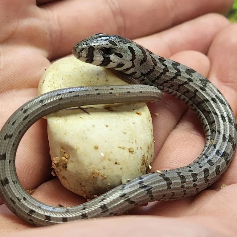 SEKAI TAIKAI | Fandom