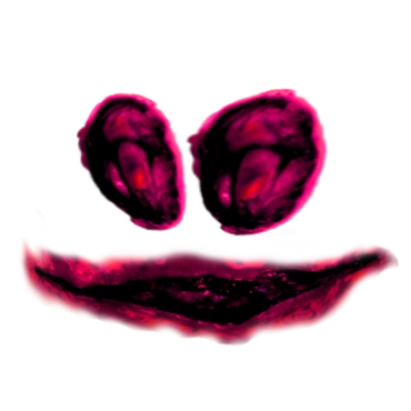 which colored fleshy face is the coolest in your opinion | Fandom