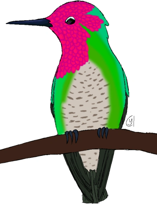 Bird of the Day! Day 5 - Anna's Hummingbird | Fandom