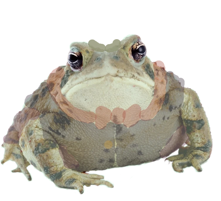 ok so now maddie, toadie, and mayor toadstool | Fandom