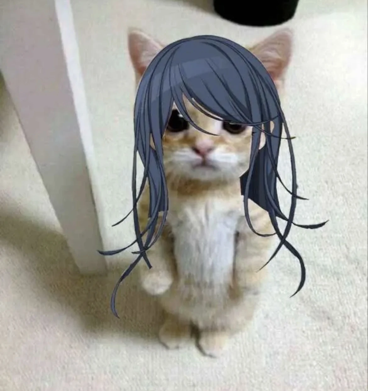 My cat is so Ichika her name is ichicat | Fandom