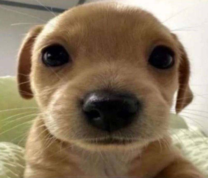 Hi bea r wi ki | Fandom