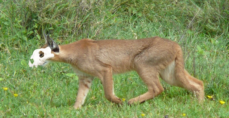 Spooky Floppa | Fandom