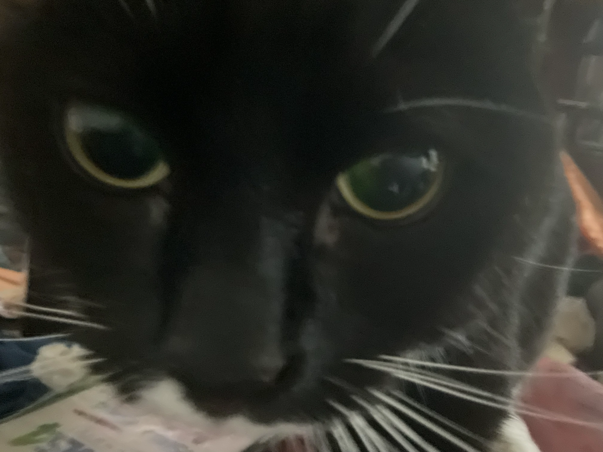This creature won’t leave me alone | Fandom