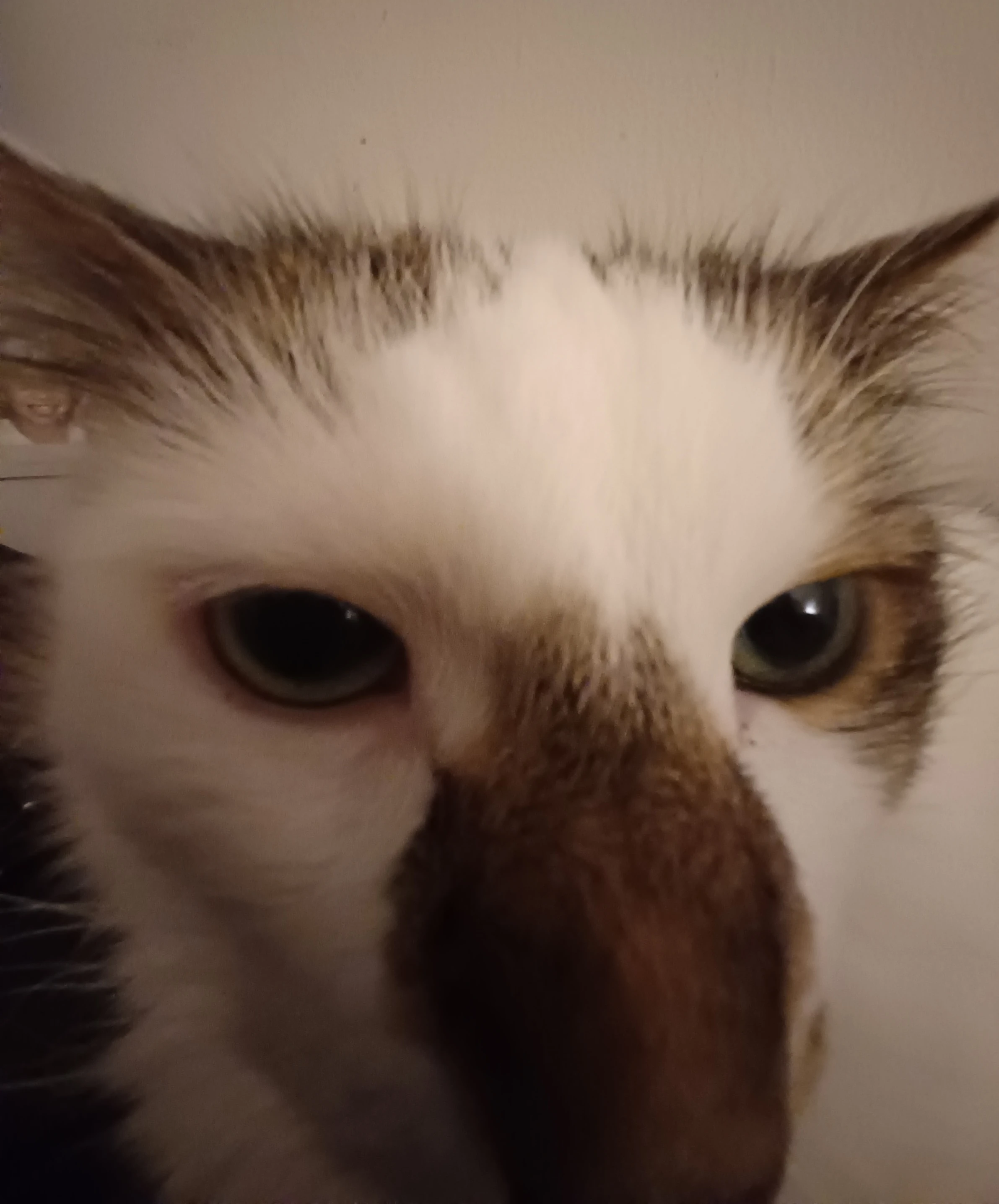 Bruh moment | Fandom