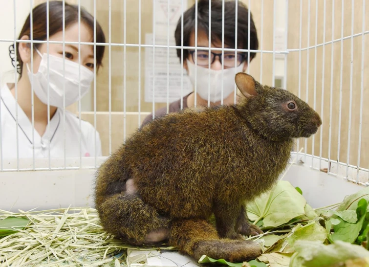 A pet rabbit named Daifuku appears in Wonderful Precure. So let me ...