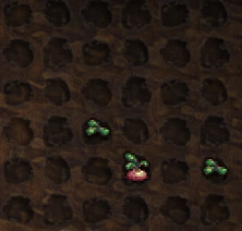 finally got queenbeet | Fandom