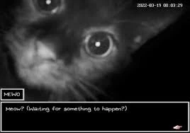 meow | Fandom