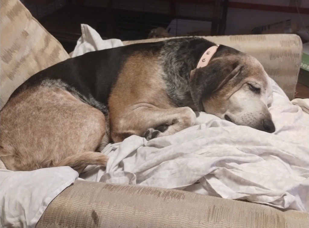 My dog | Fandom
