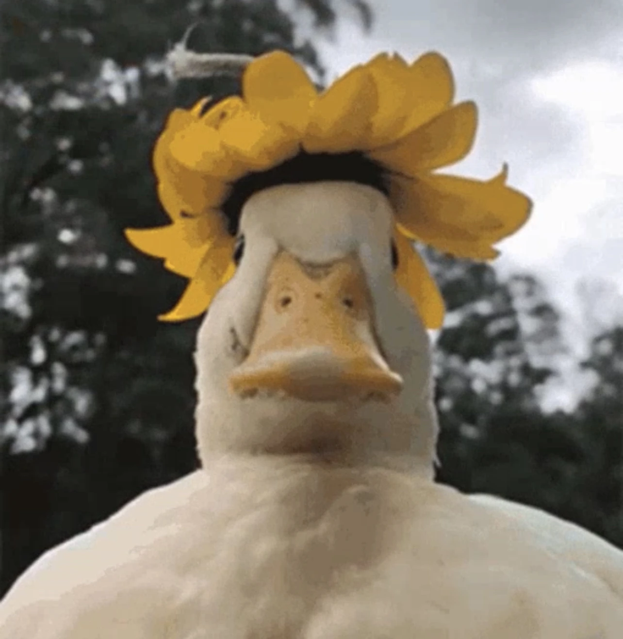 Duck Image #10 | Fandom