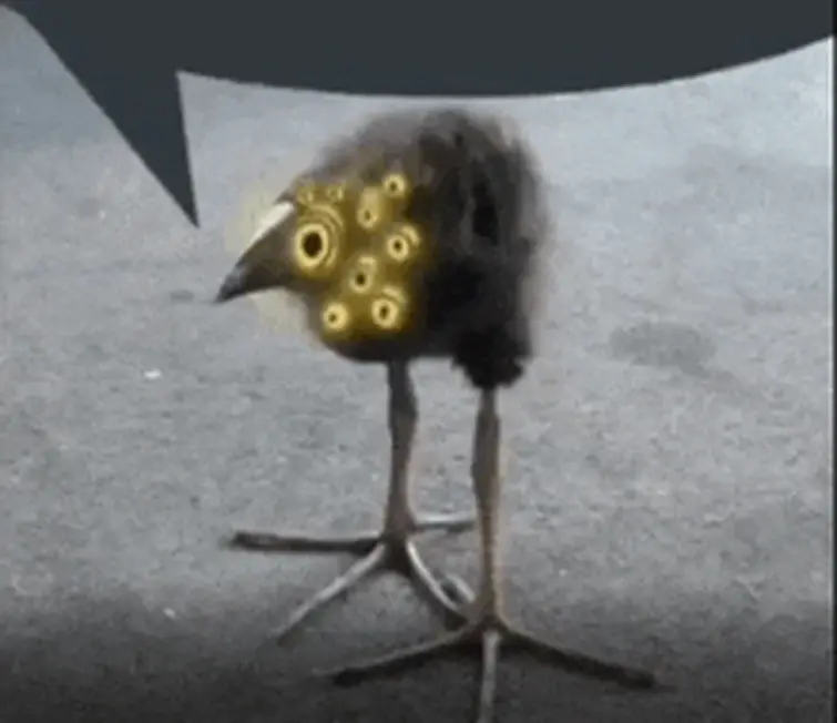 Who has the flightless birds meme stuck in their head..? | Fandom