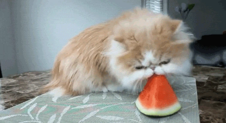 how the new watermelon cat was made | Fandom