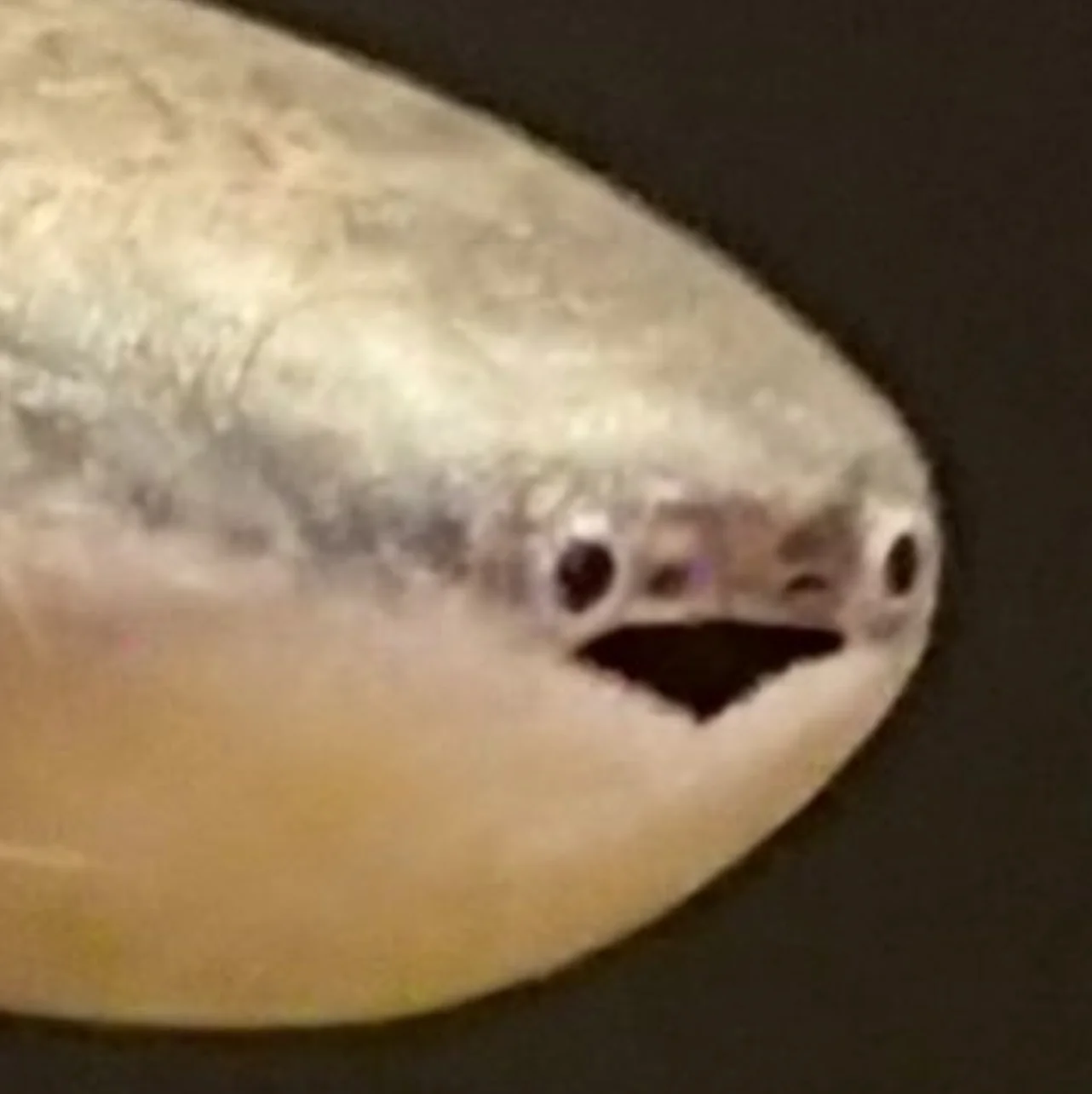 sacabambaspis | Fandom