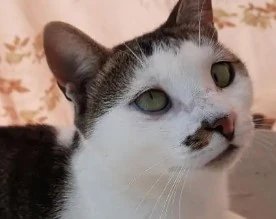 If KNY characters were cats part. 2 (You've asked it so here it is🤷‍♂️ ...