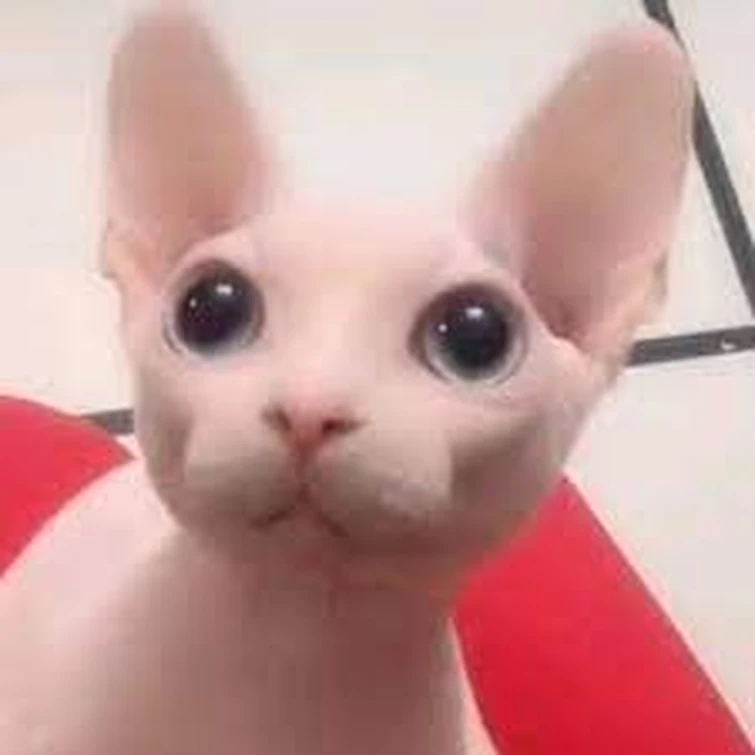 i want bingus in this game | Fandom