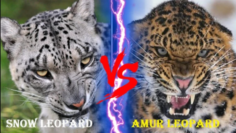Snow Leopard (Leopard skin) Concept | Fandom