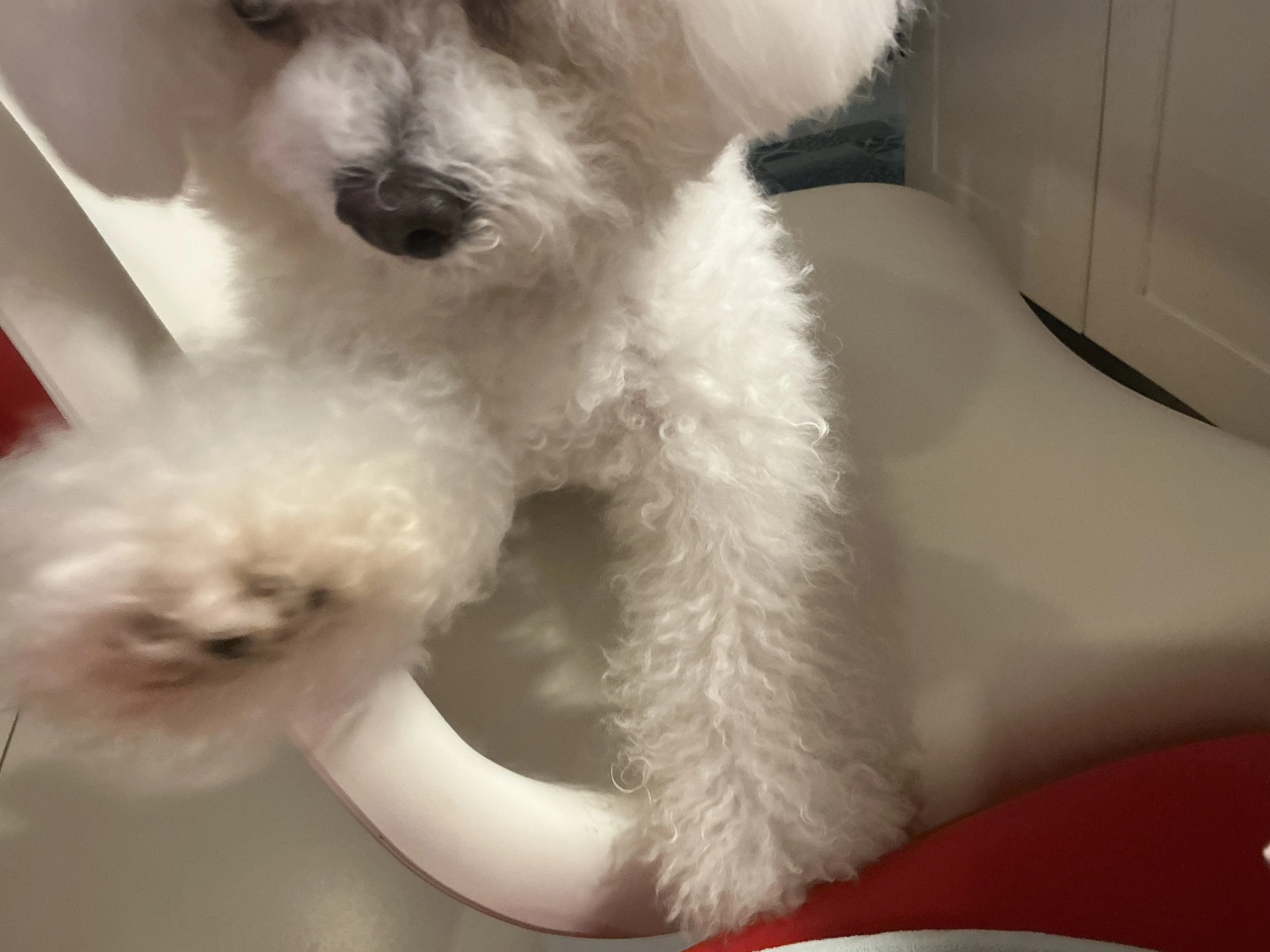 tried to take a pic of cinna doing her new trick wave | Fandom