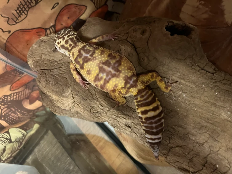 Show me your irl pets ️ | Fandom