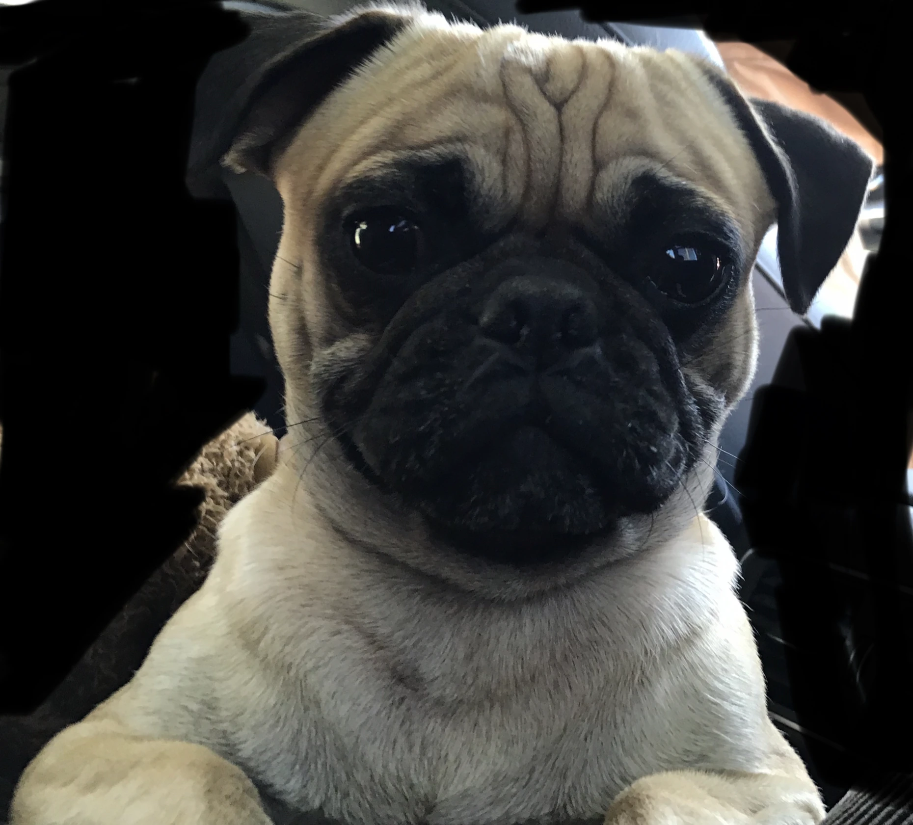 When my pug does doggy eyes (LOL) | Fandom