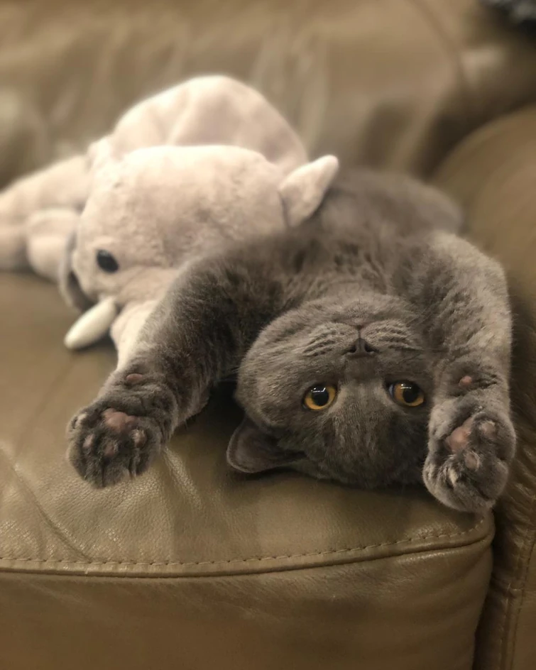 Cyn the cat being silly (and lazy) | Fandom