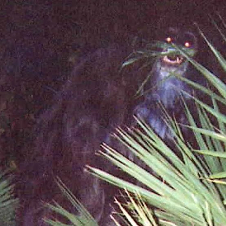Discuss Everything About Cryptid Wiki | Fandom