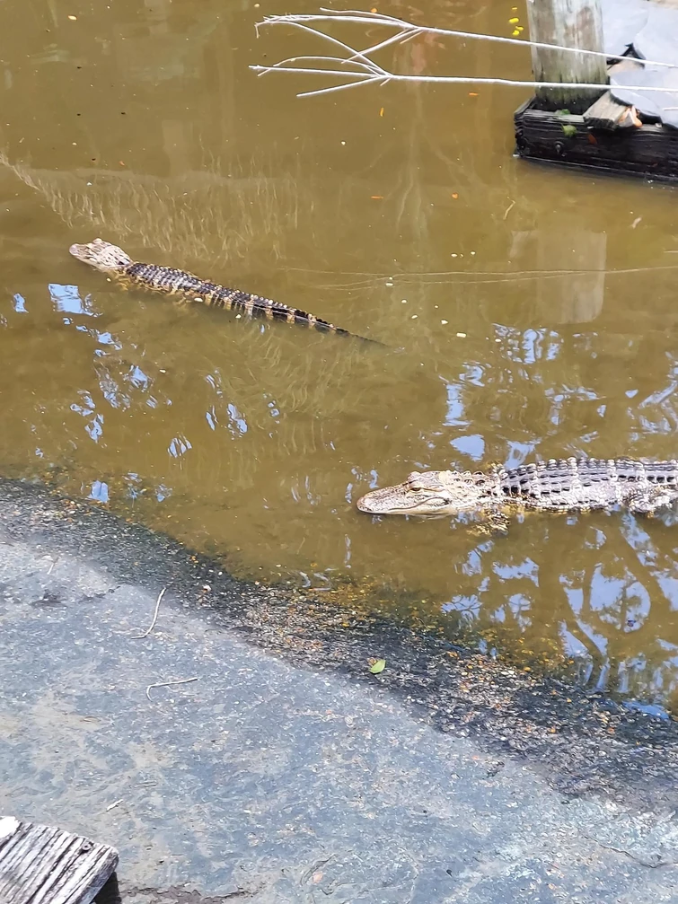 Creative Timelines Update | Fandom