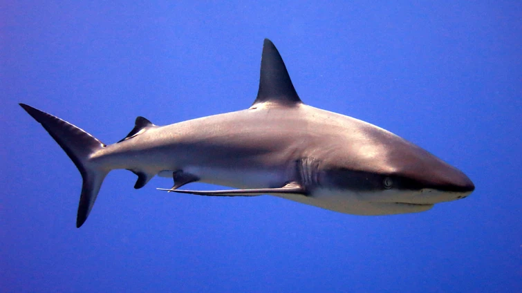 Shark. | Fandom