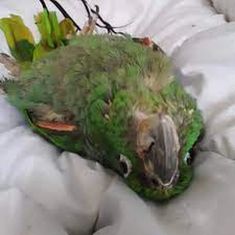 Glimmer Challenege (Colval) | Fandom