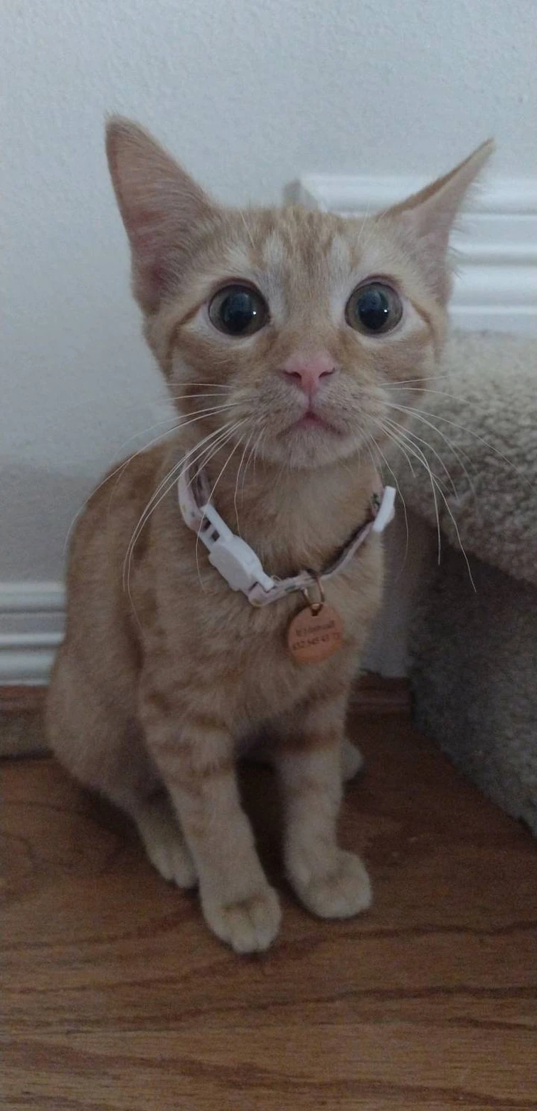 The best MD oc/hj | Fandom