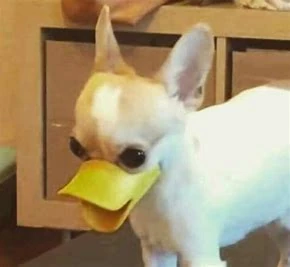 the holy duck doggo | Fandom
