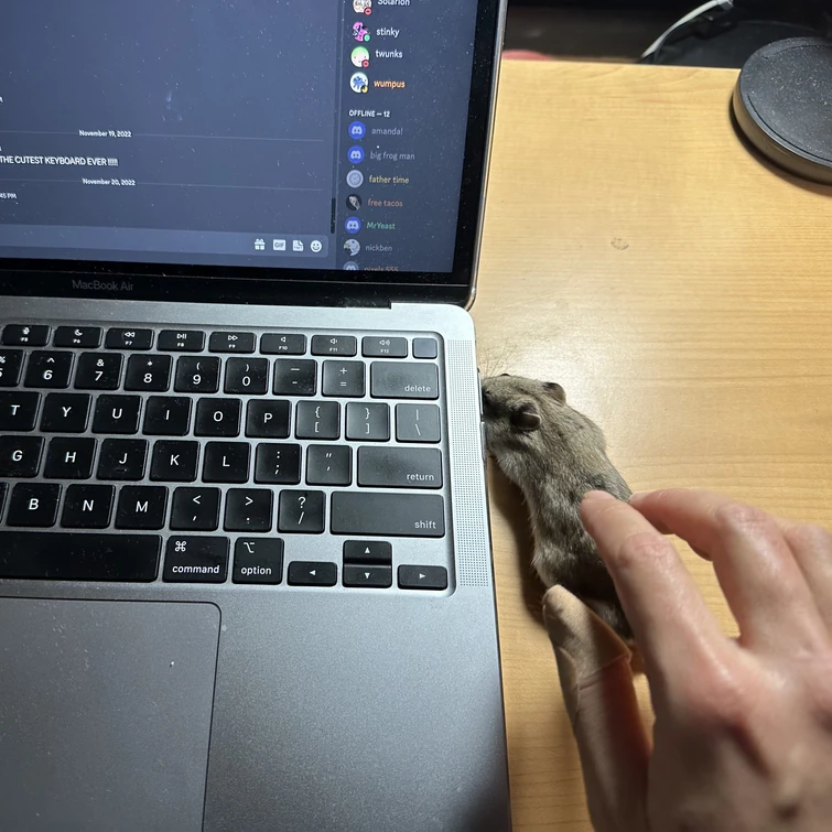 This is the mouse | Fandom