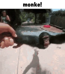 monke cult assemble. | Fandom