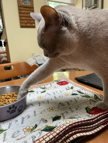 Part 2 of what to do with my bday (photos of Gizmo eating) | Fandom