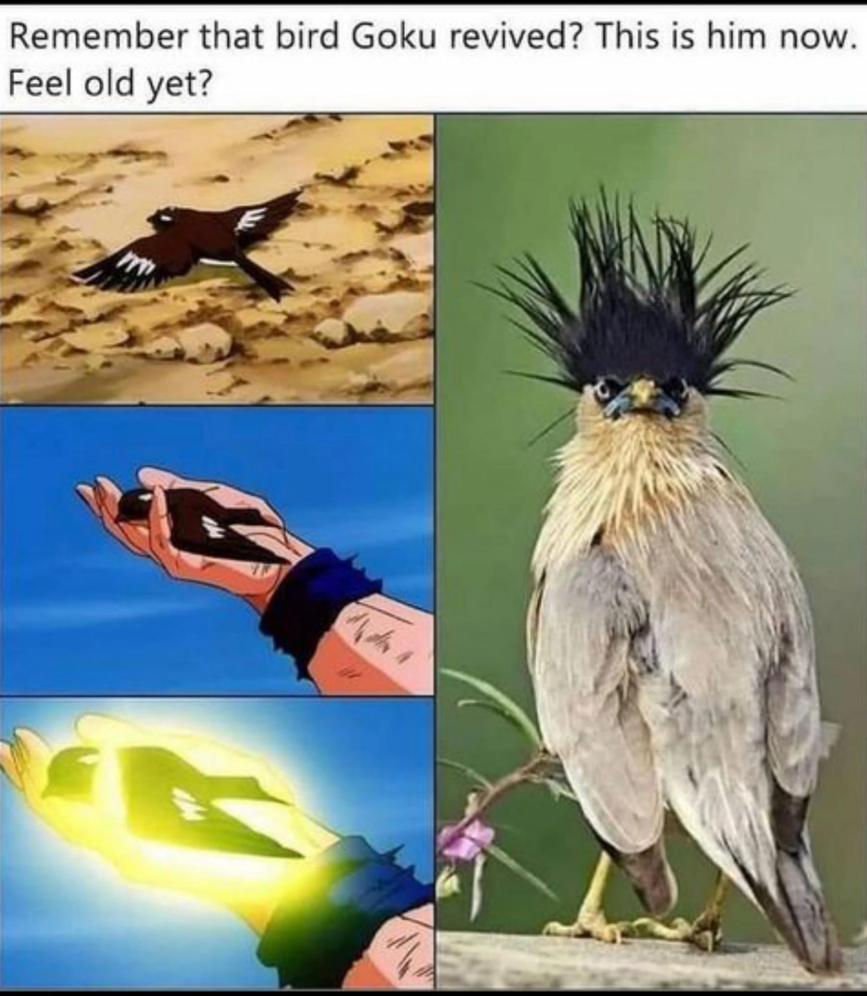 UI bird 😁😄 | Fandom