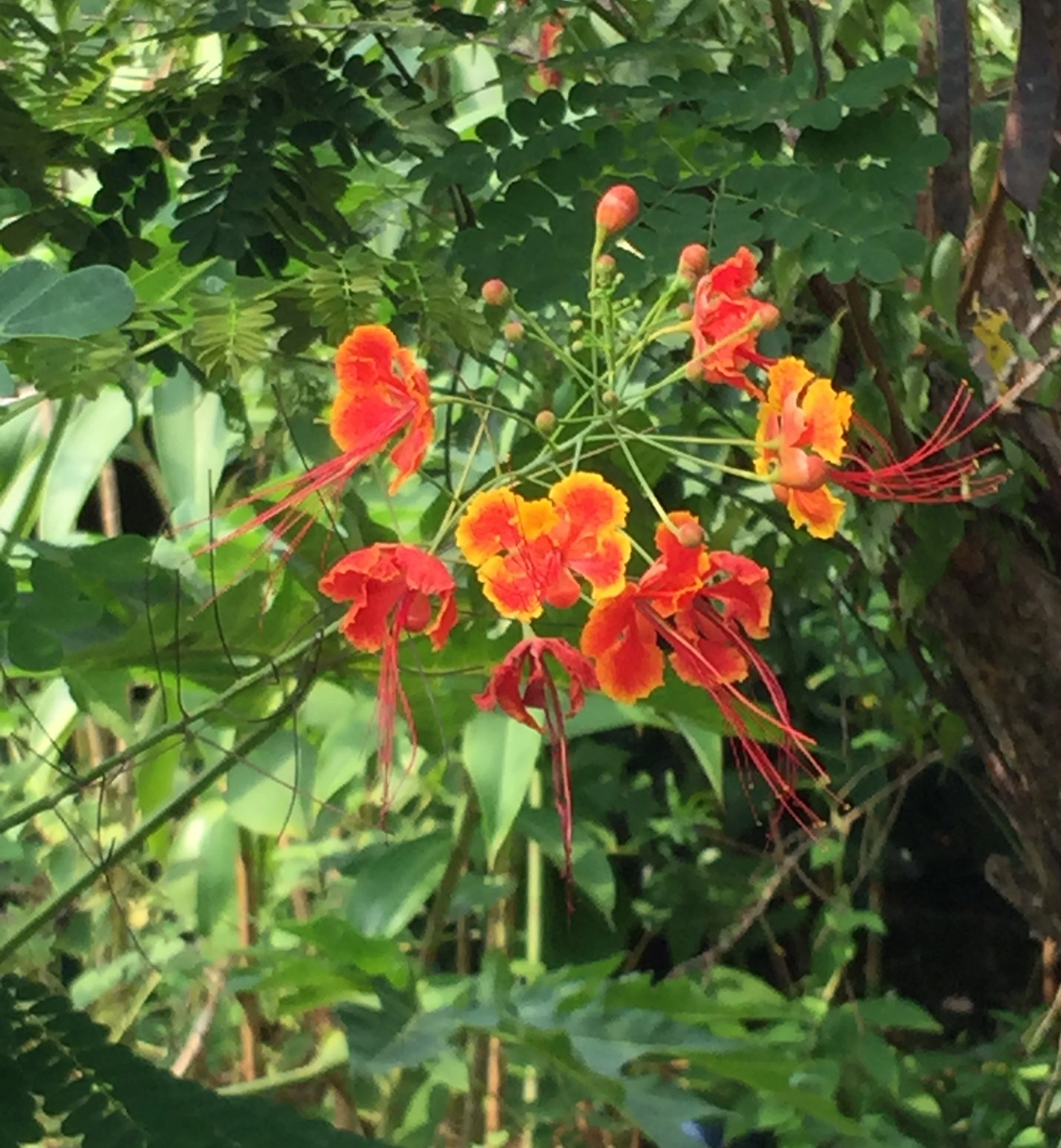 day 61 of flower | Fandom