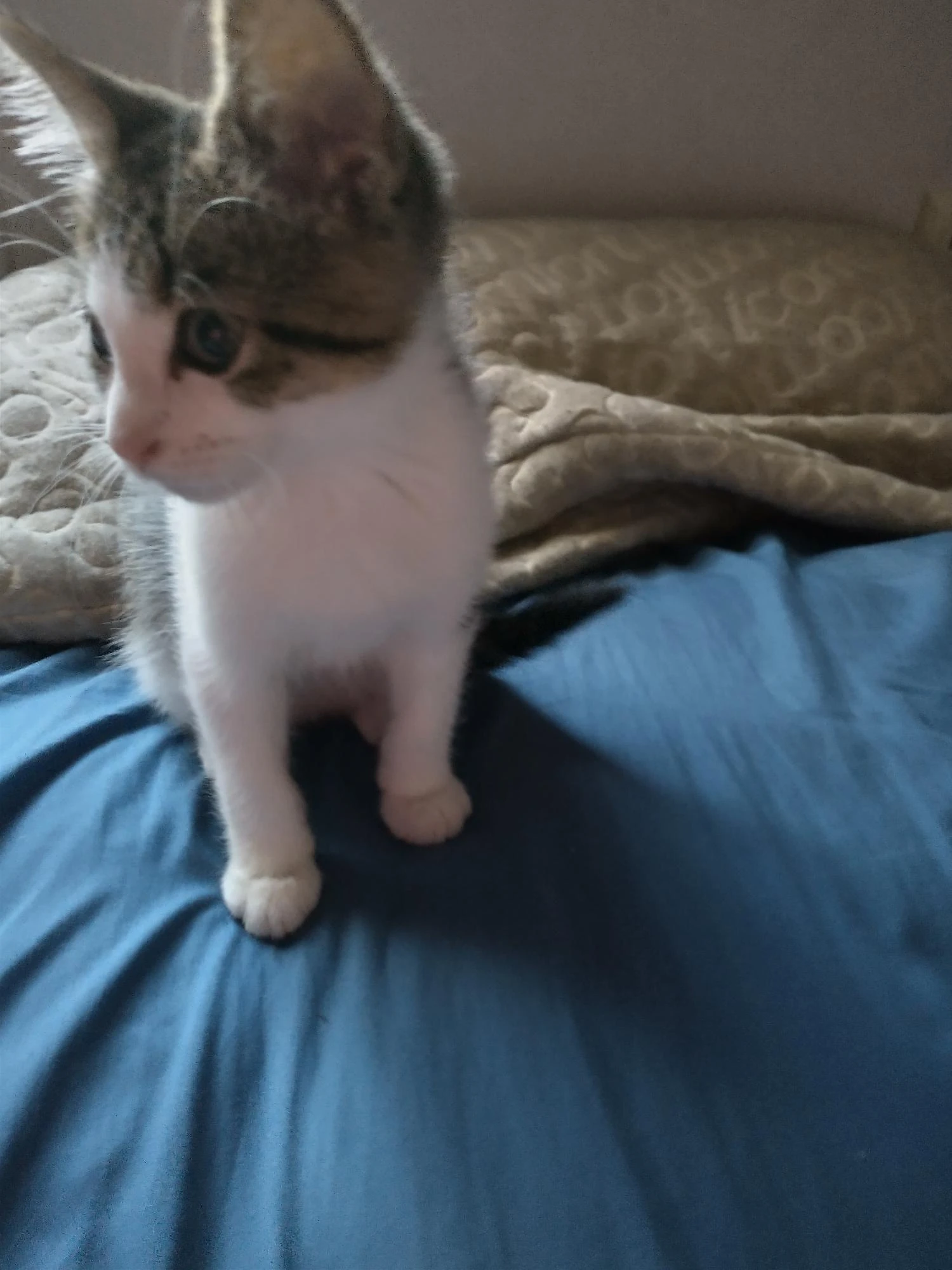 Adopted a new kitty... | Fandom