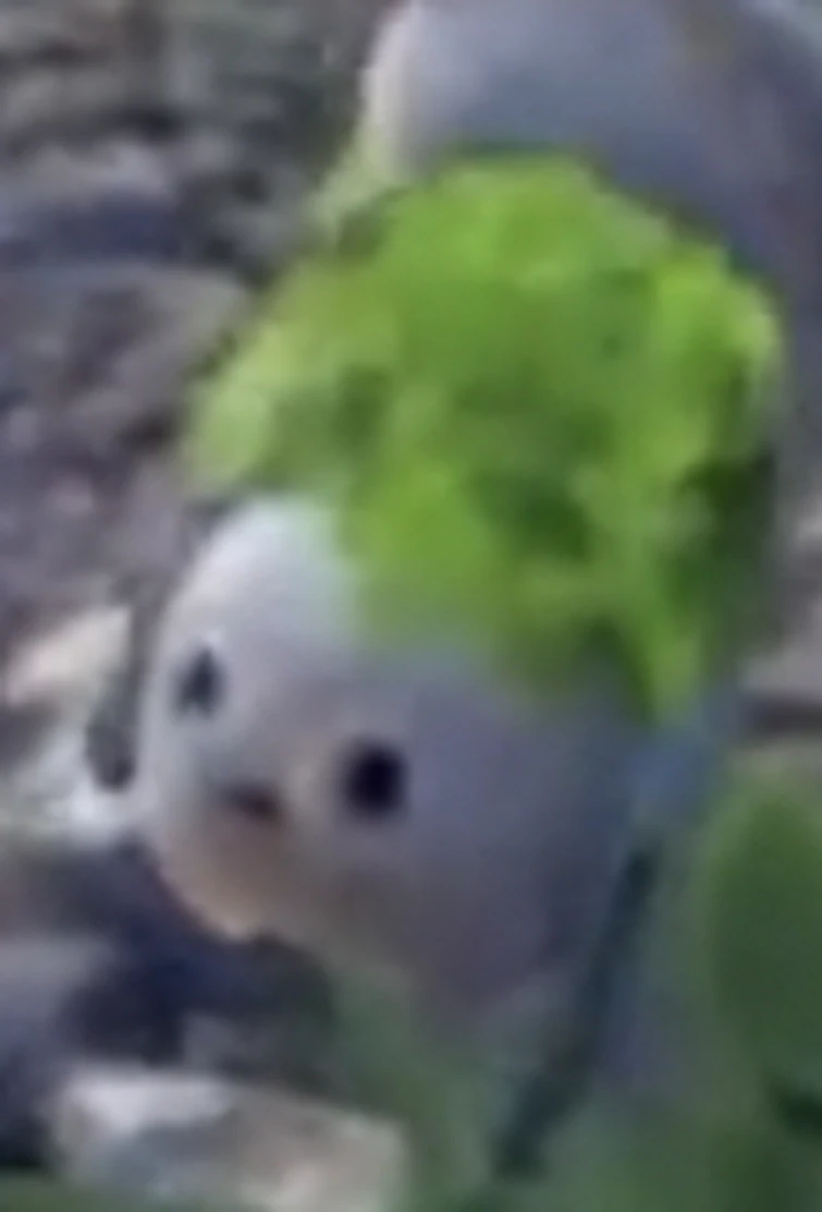 Discuss Everything About Sonic News Network | Fandom