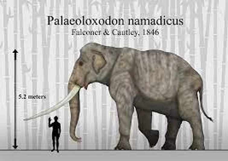 tiny elephant | Fandom
