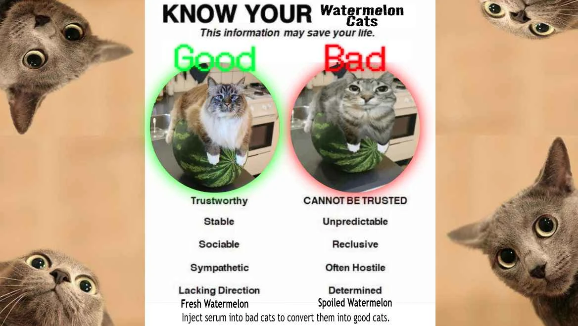 know your watermelon cats | Fandom