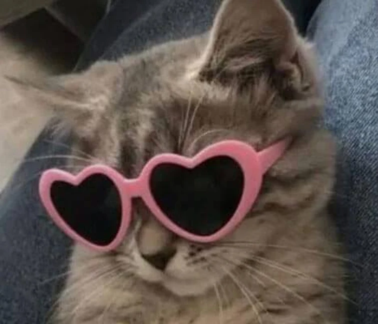 Cute cat pfps I found on google | Fandom