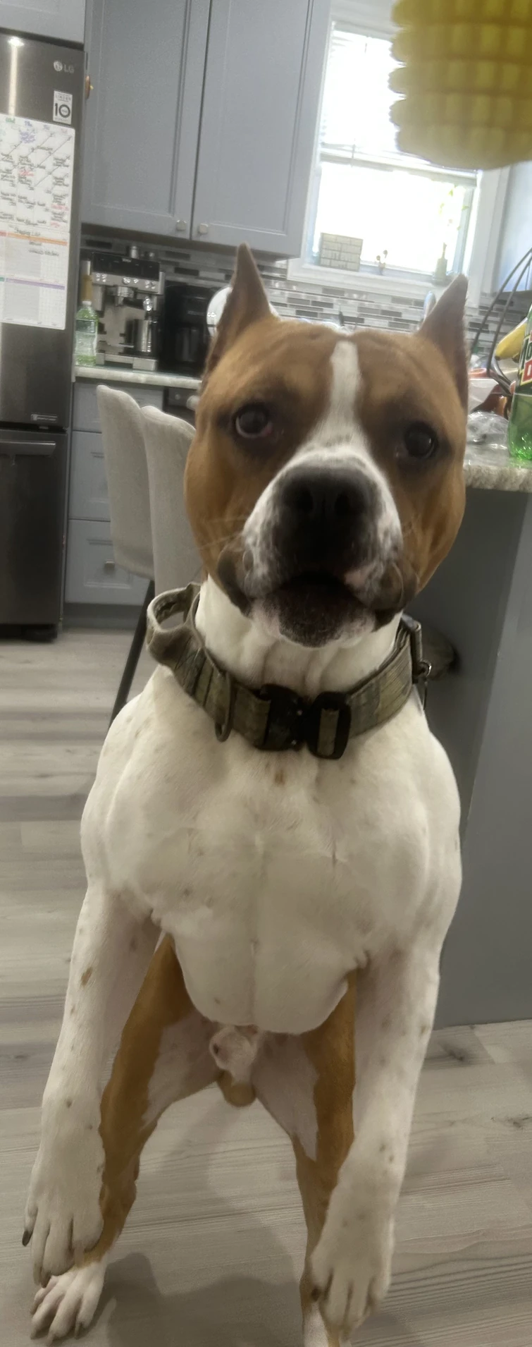 Guys I think my dog is a skinwalker | Fandom