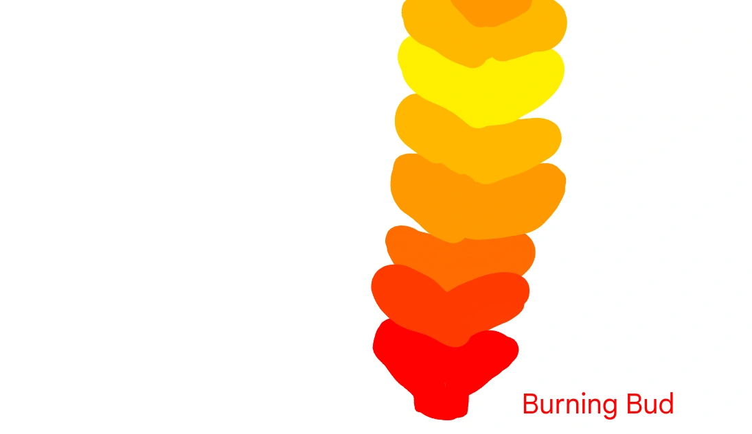 burning bud drawing by me | Fandom