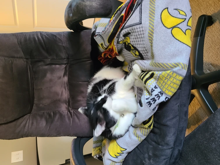 LOOK AT MY CAT | Fandom