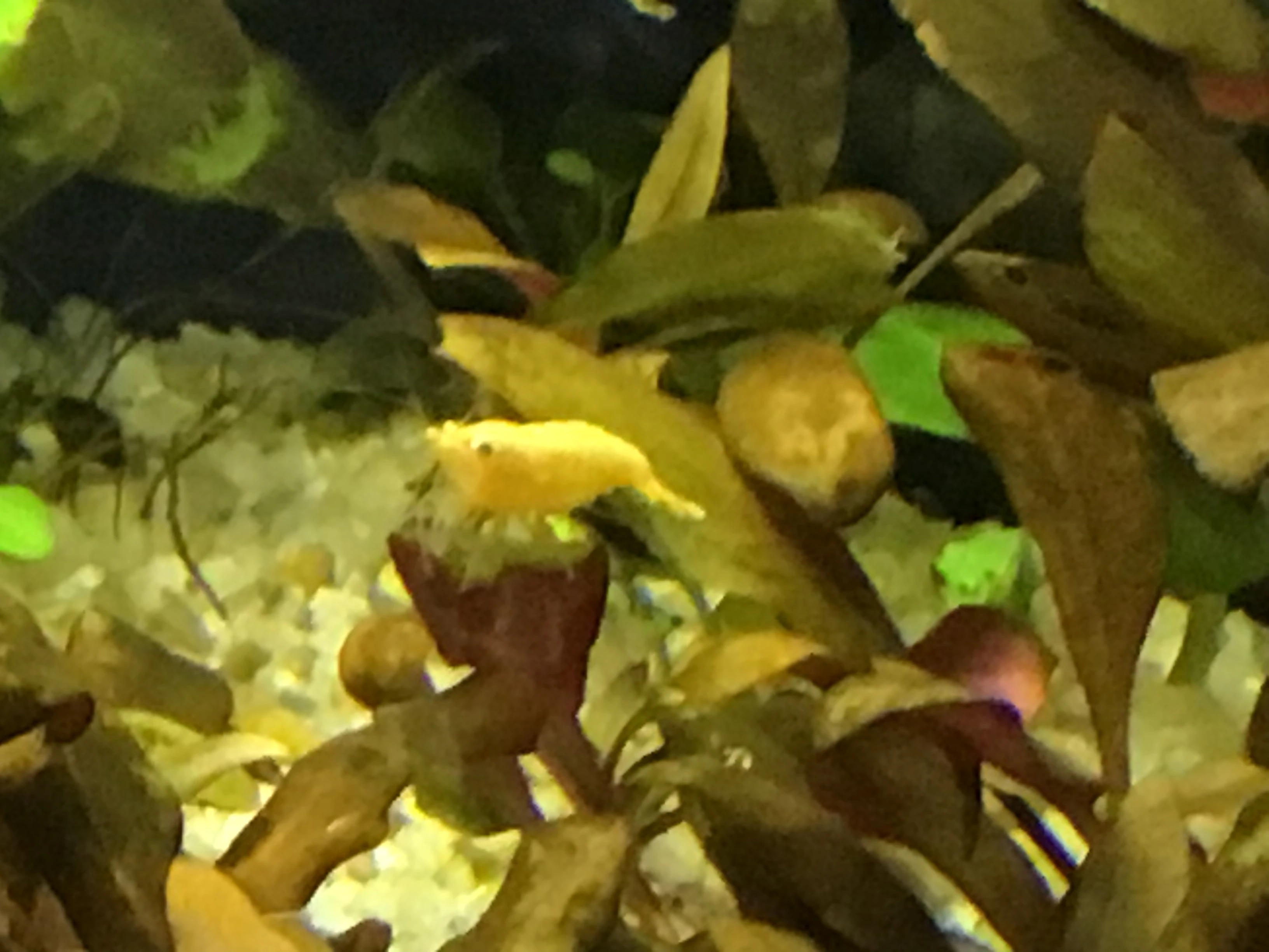 poly redesign but irl | Fandom